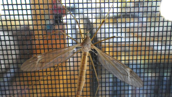Crane fly | Project Noah