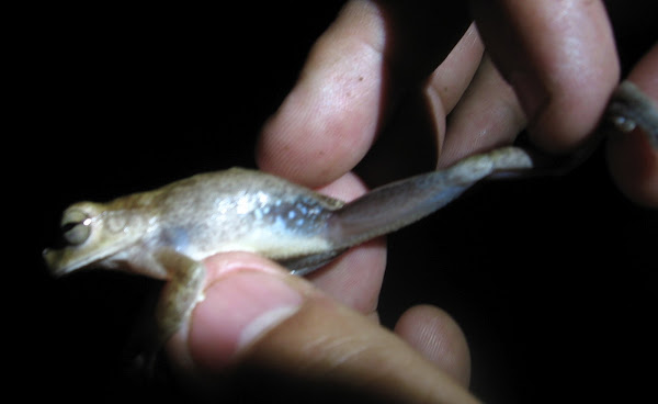 Drab Treefrog | Project Noah