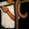 Large-bodied Earthworm | Project Noah