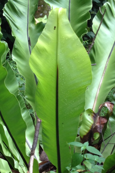 Birds Nest Fern | Project Noah