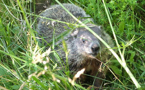 Juvenile Groundhogs | Project Noah