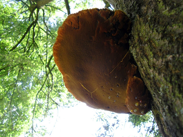 Hairy Bracket/Ruige Weerschijnzwam | Project Noah