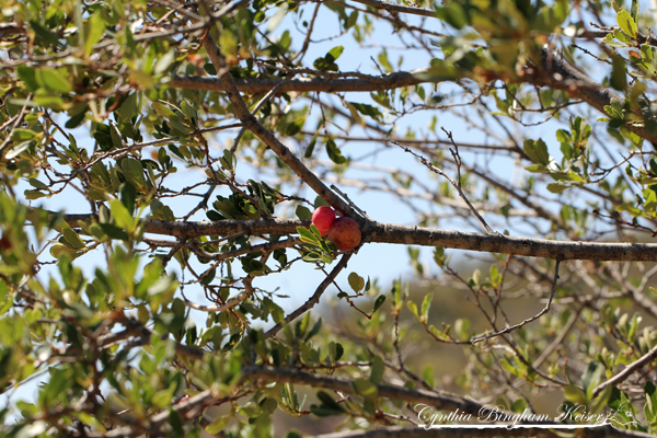 Oak Apple Gall | Project Noah