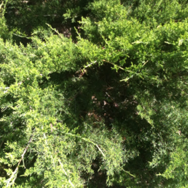 Sargents juniper | Project Noah