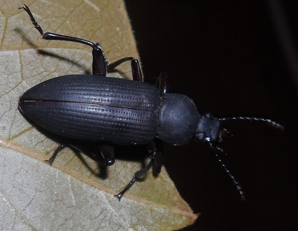 Darkling beetle | Project Noah