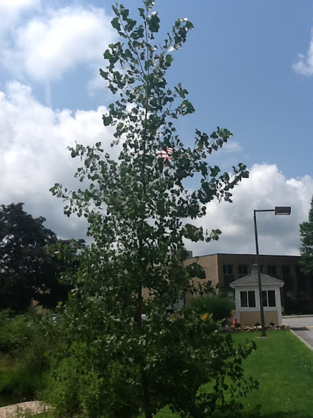 Eastern Poplar | Project Noah