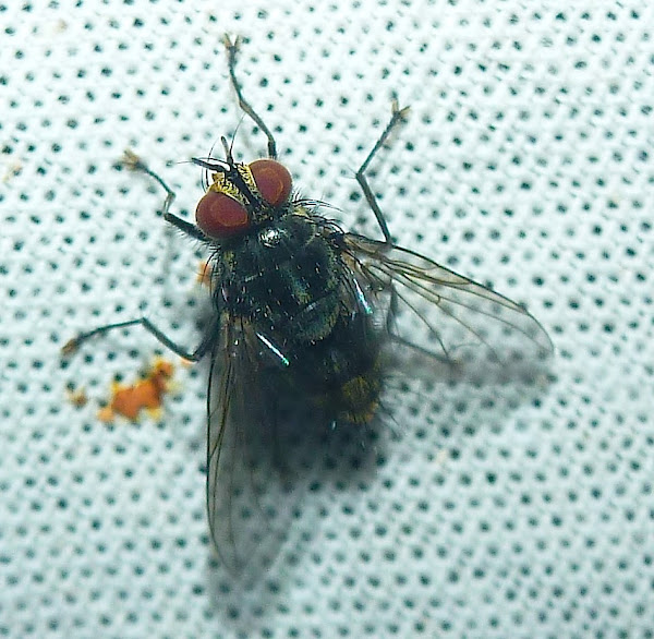 Tachinid Fly | Project Noah