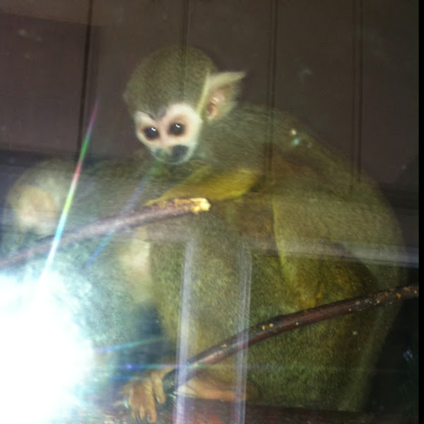 Spider Monkey | Project Noah