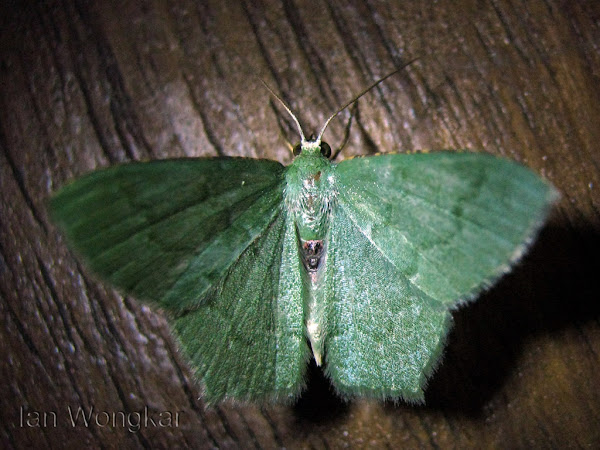 Unknown moth | Project Noah
