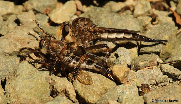 Robber flies, mating | Project Noah