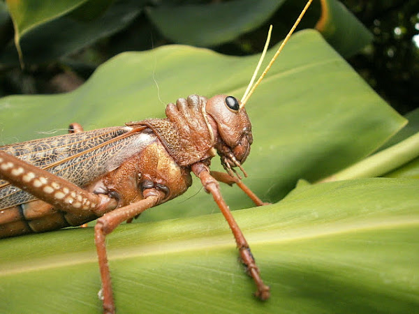 Violet-winged Grasshopper | Project Noah