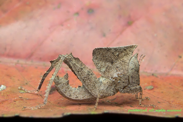Dead Leaf Grasshopper | Project Noah