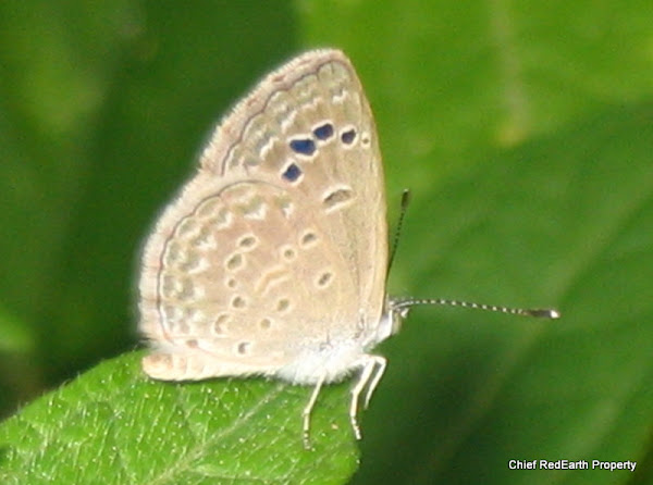 Lesser Grass Blue | Project Noah