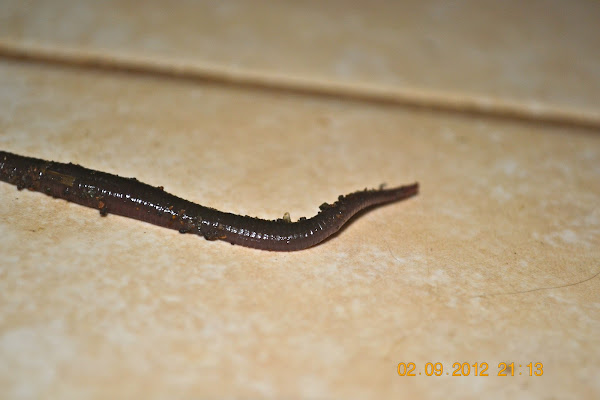 Millipede, leech? | Project Noah
