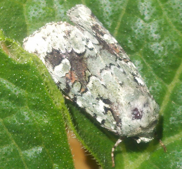 Implicit Arches | Project Noah