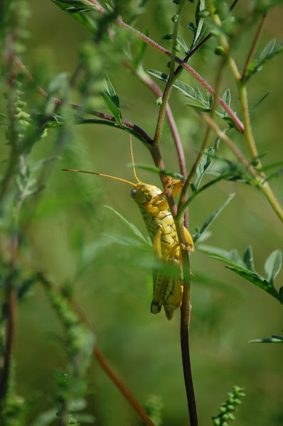 differential grasshopper | Project Noah