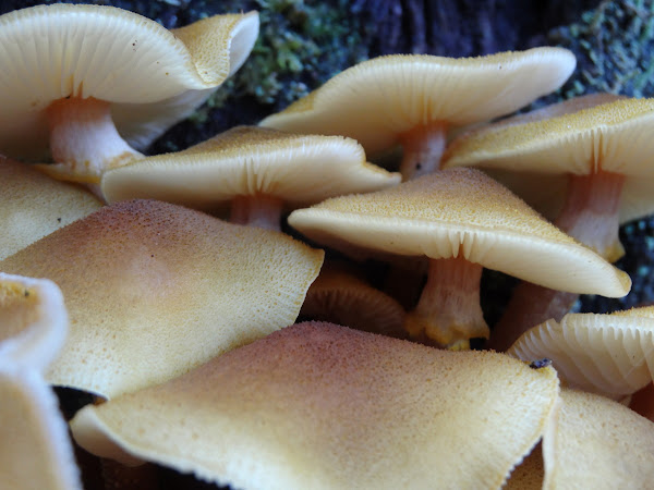 Eucalyptus armillaria | Project Noah