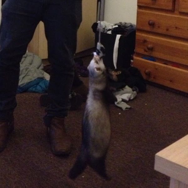 Domesticated Ferret | Project Noah