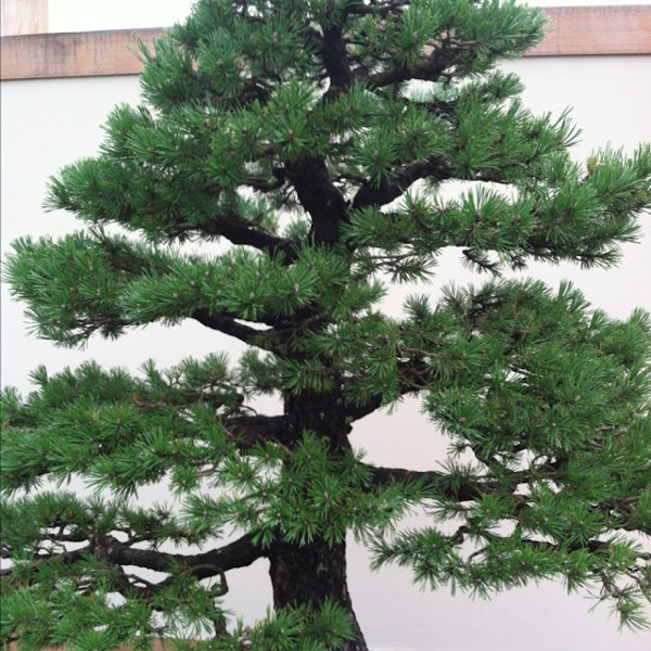 Scots Pine | Project Noah
