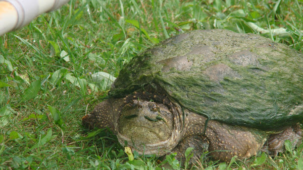 Common Snapping Turtle | Project Noah