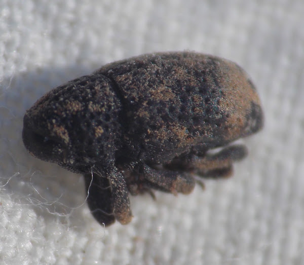 Weevil | Project Noah