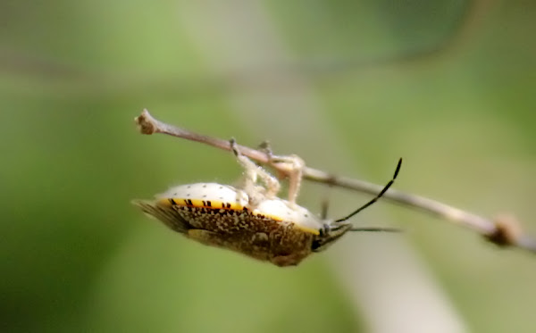 Sunflower seed bug | Project Noah