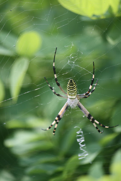 Wasp spider | Project Noah
