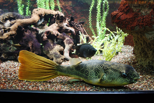 Mbu Pufferfish | Project Noah