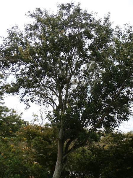 Hop Tree | Project Noah