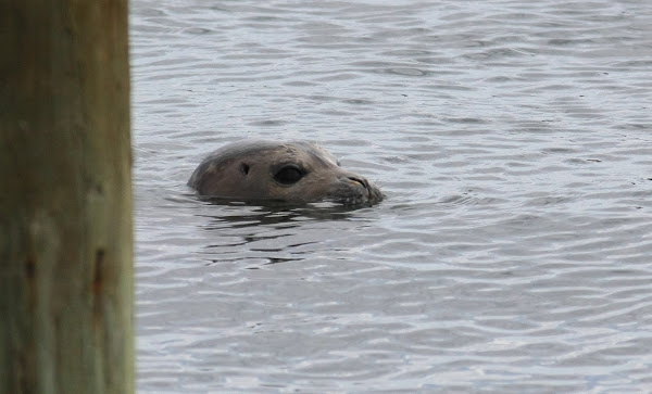 Atlantic Harbor Seal | Project Noah