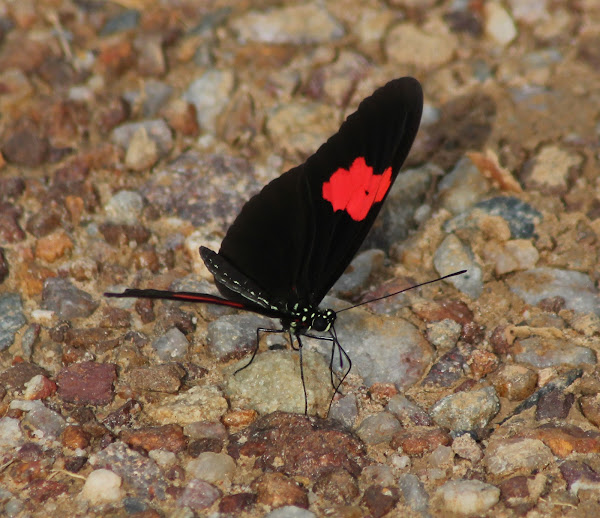 Erato Longwing | Project Noah