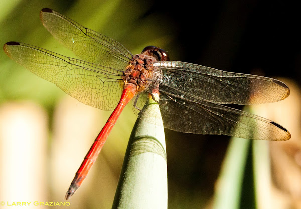 Dragonfly | Project Noah