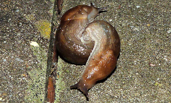 Dusky Slugs (mating) | Project Noah