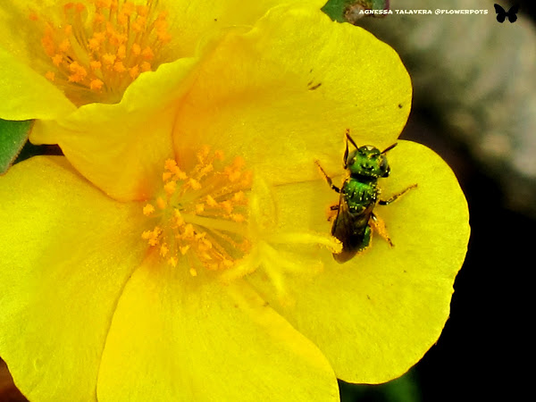 Emerald Carpenter Bee | Project Noah