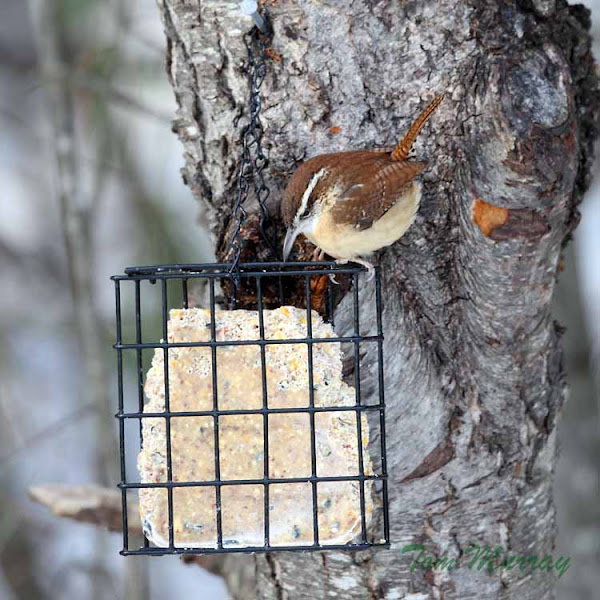 Carolina Wren | Project Noah