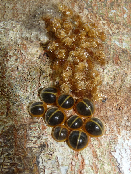 Hairy Fungus Beetles | Project Noah