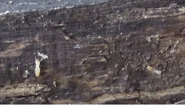 Termite | Project Noah