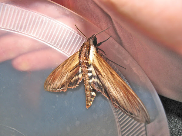 Fawn Sphinx | Project Noah