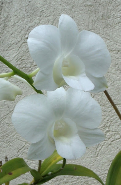 White orchid, Dendrobium | Project Noah