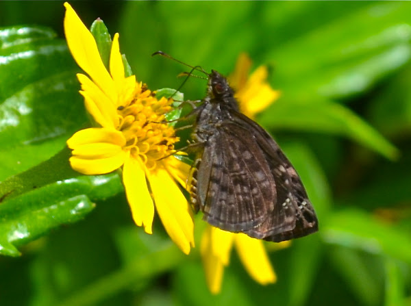 Skipper | Project Noah