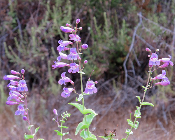 Showy Penstemon | Project Noah