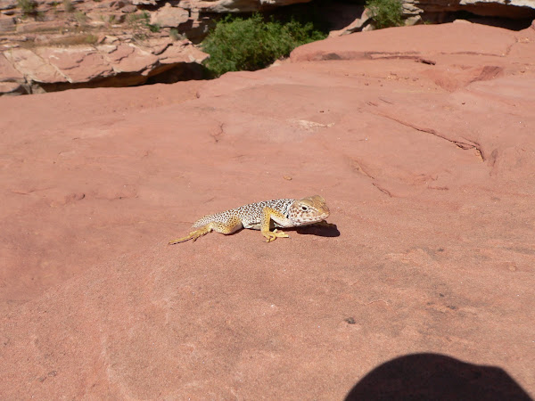 Collared Lizard | Project Noah