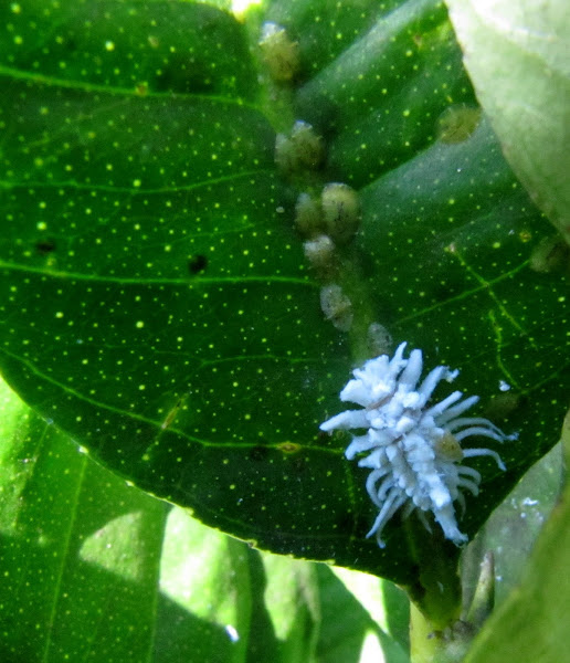 Mealy Bug Destroyer Larva | Project Noah