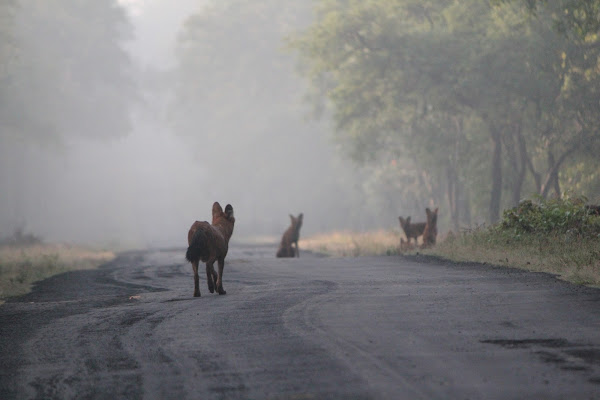 Indian Wild Dog(Dhole) | Project Noah