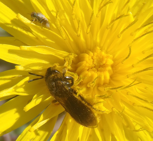 Abeja cortadora de hojas. Leaf-cutting bee | Project Noah