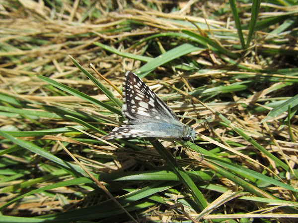 Common Checkered Skipper | Project Noah