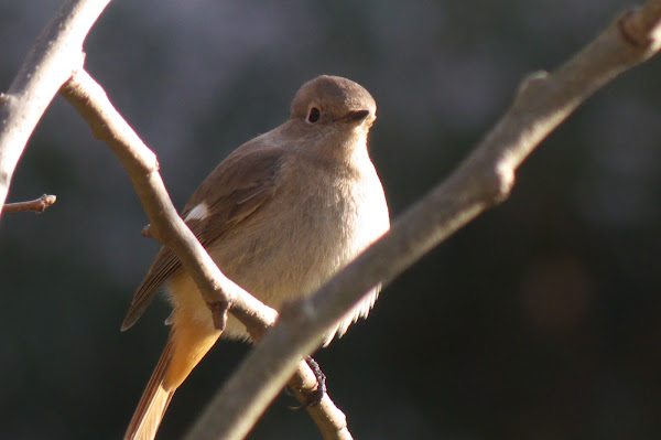 Daurian Redstart, female | Project Noah