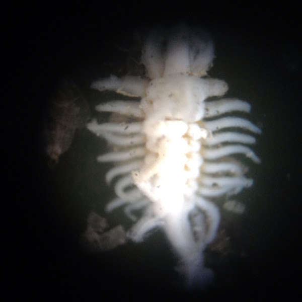 Mealybug Destroyer | Project Noah