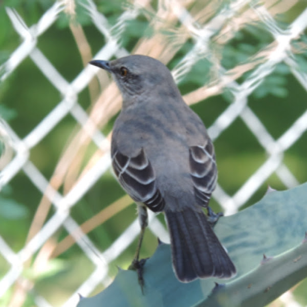 Northern Mockingbird | Project Noah