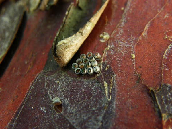 Insect eggs | Project Noah